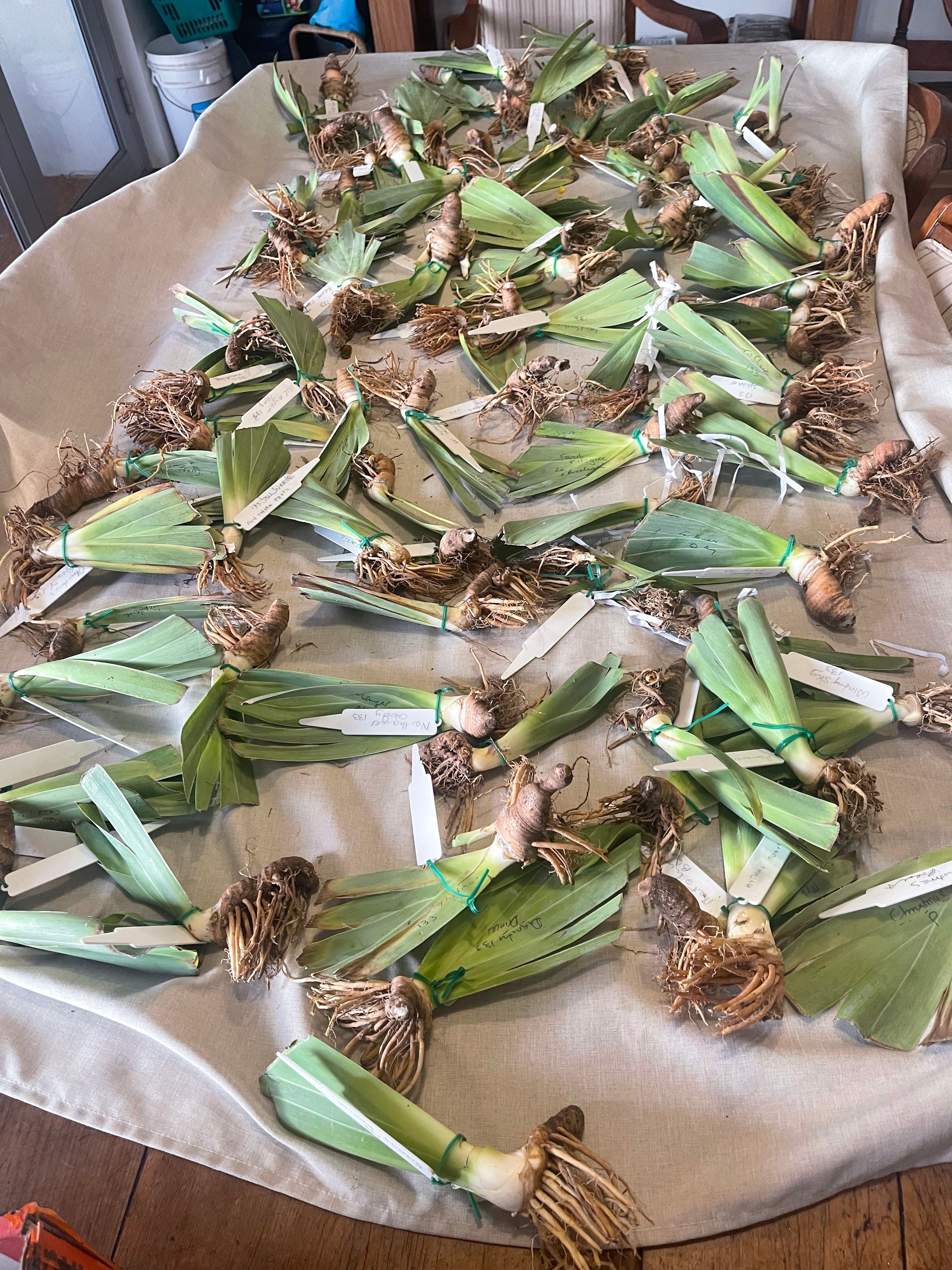 Growing Bearded Iris – TenAcres Co
