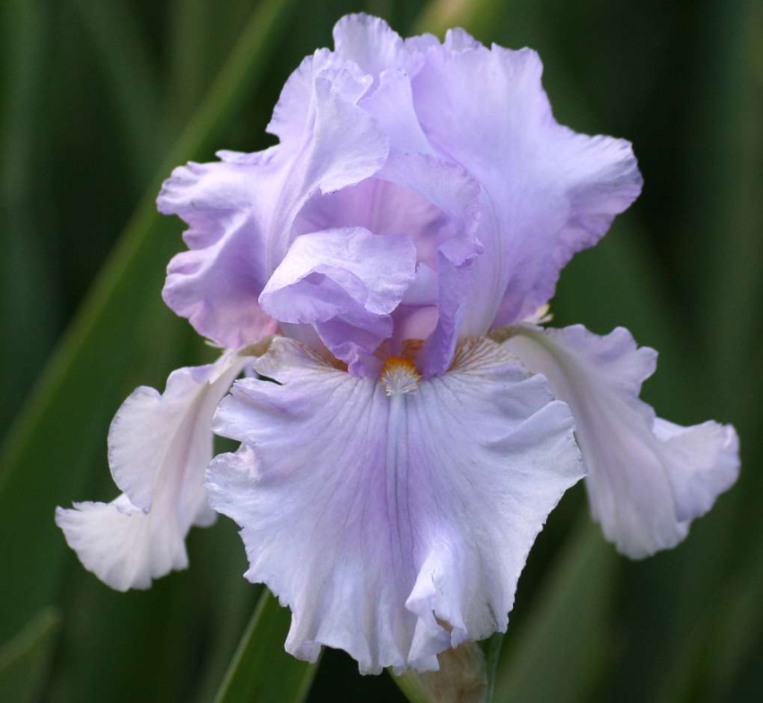 Lavender Park – TenAcres Co